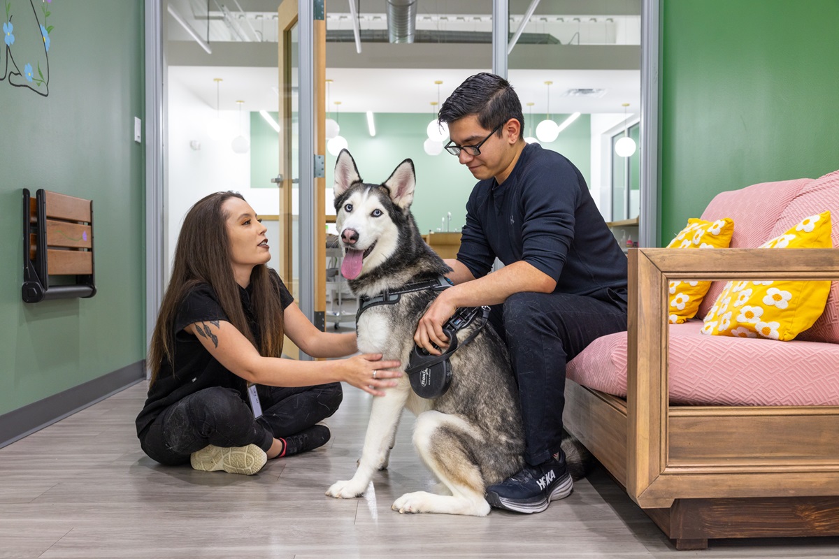 Dog Limping Back Leg | Honnas Veterinary