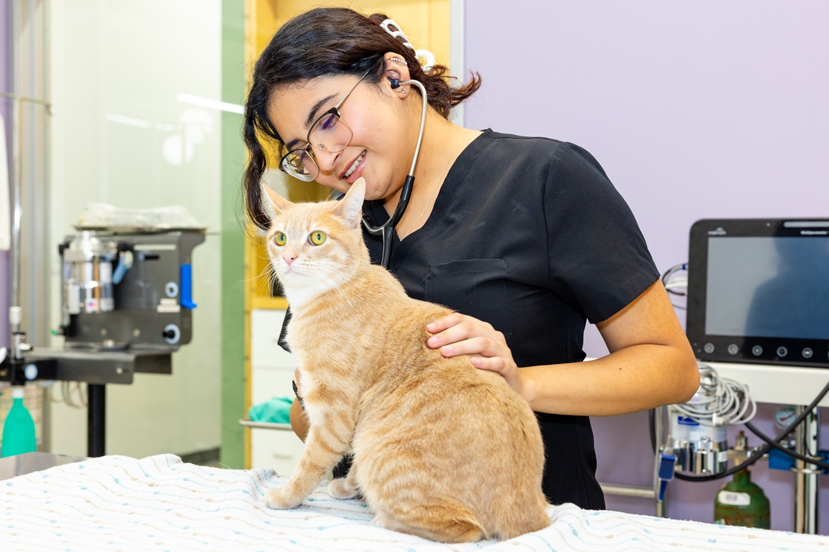 Honnas Veterinary | Veterinarian in Austin | Free Appointments!
