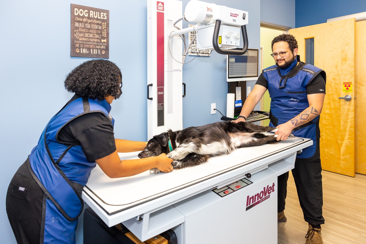 Honnas Veterinary | Veterinarian in Austin | Free Appointments!