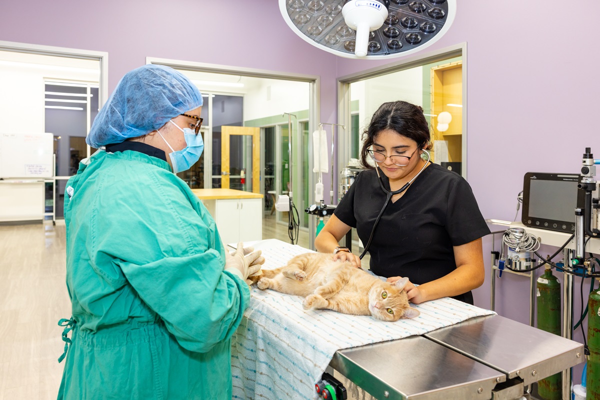 Veterinary Surgery in Austin, TX | Honnas Veterinary