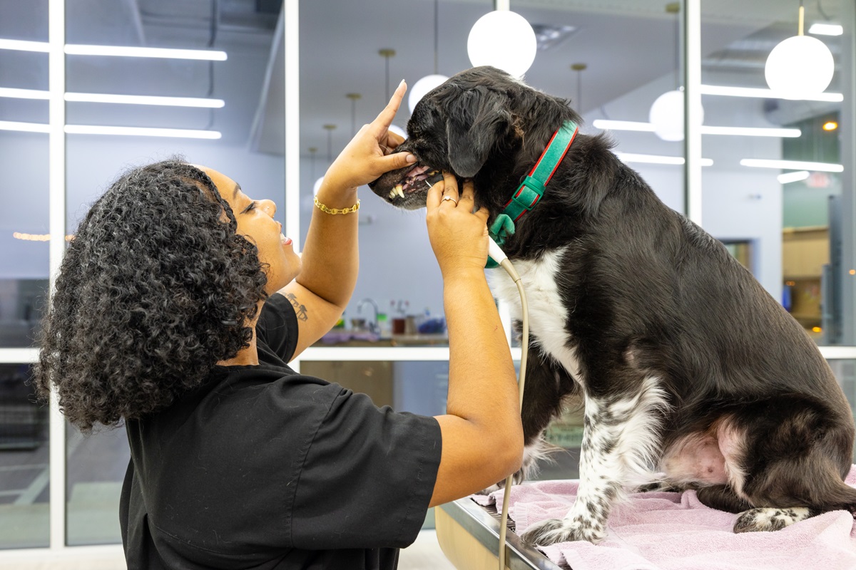 Veterinary Services in Austin, TX | Honnas Veterinary