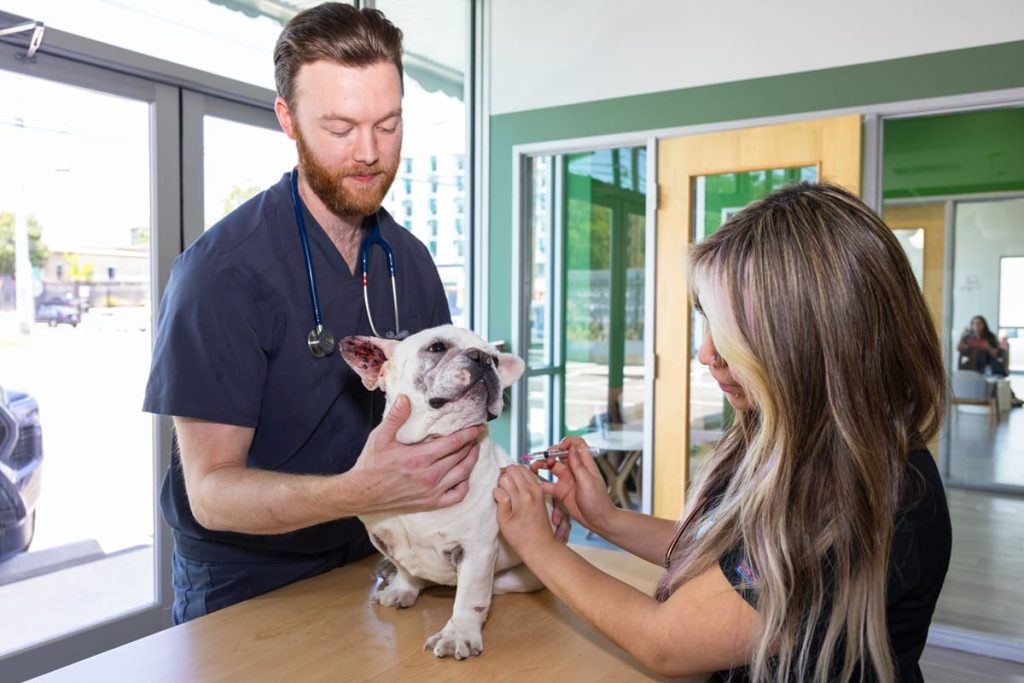 Honnas Veterinary | Veterinarian in Austin | Free New Patient Exams